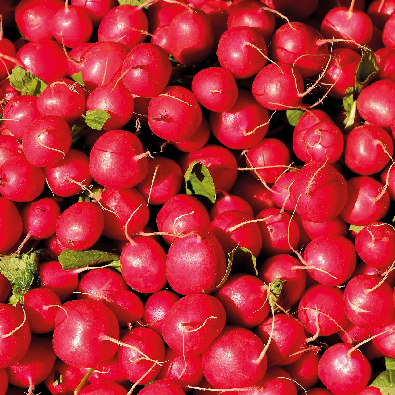 Ravanello (radice) » Sinergy Cosmetics